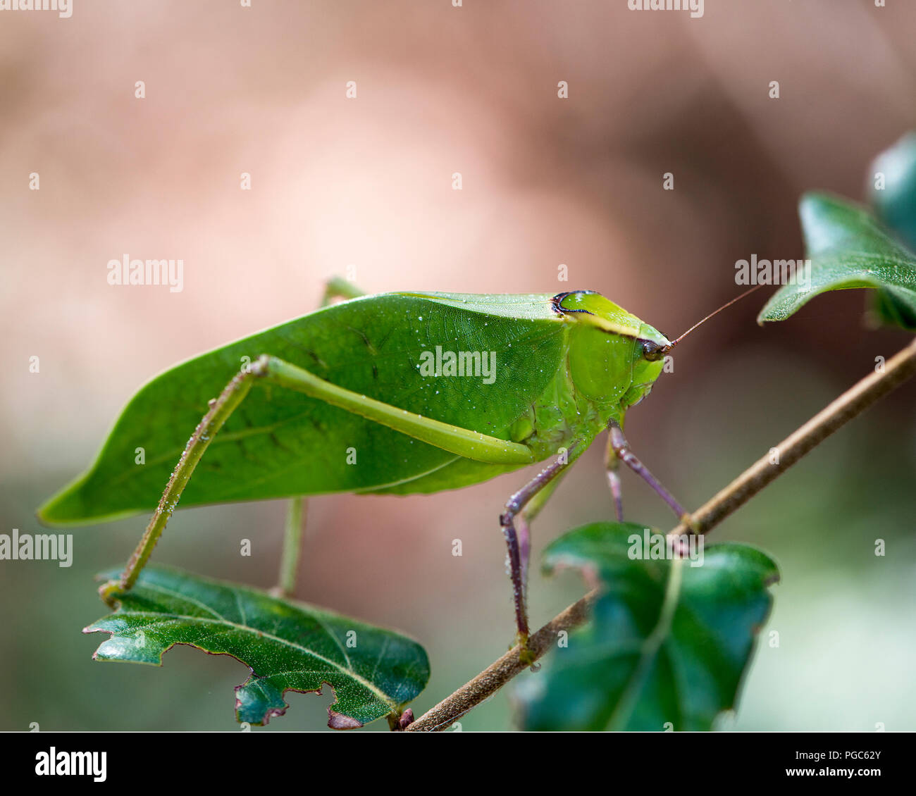 Katydid insect on a green branch with a camouflage displaying its green ...