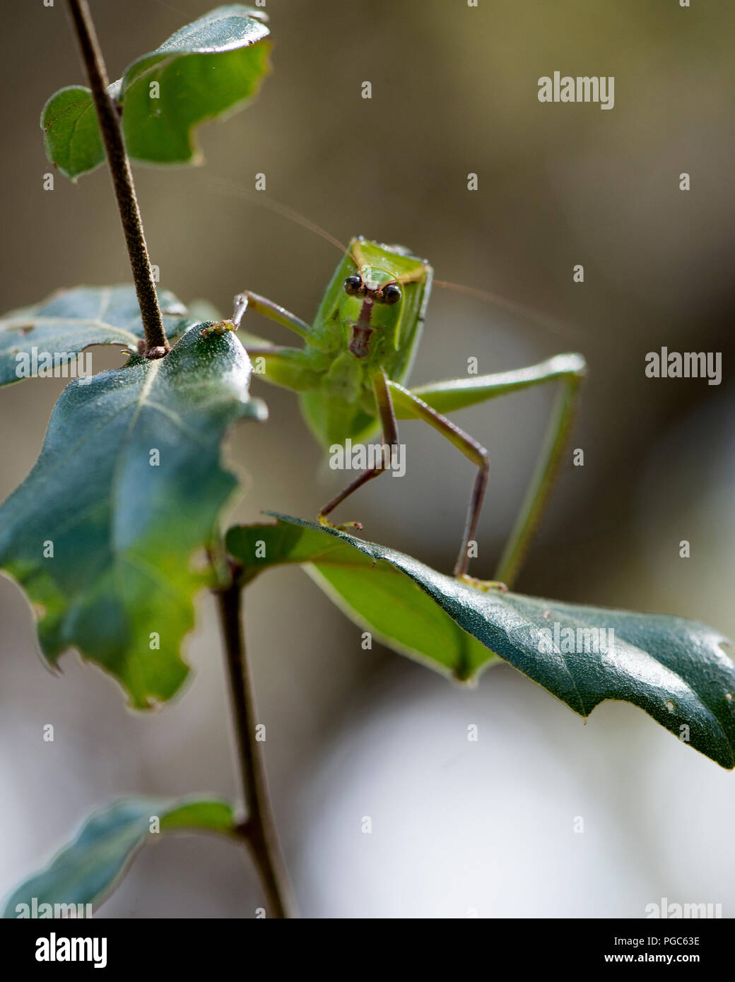 Green color photos hi-res stock photography and images - Alamy