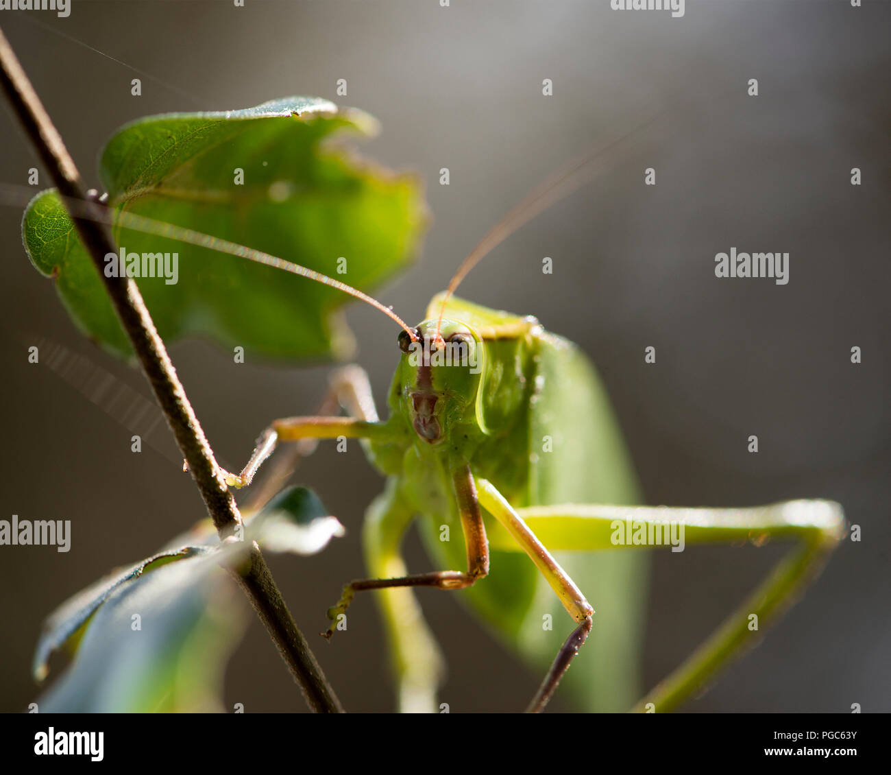 Katydid photo for painted image hi-res stock photography and images - Alamy