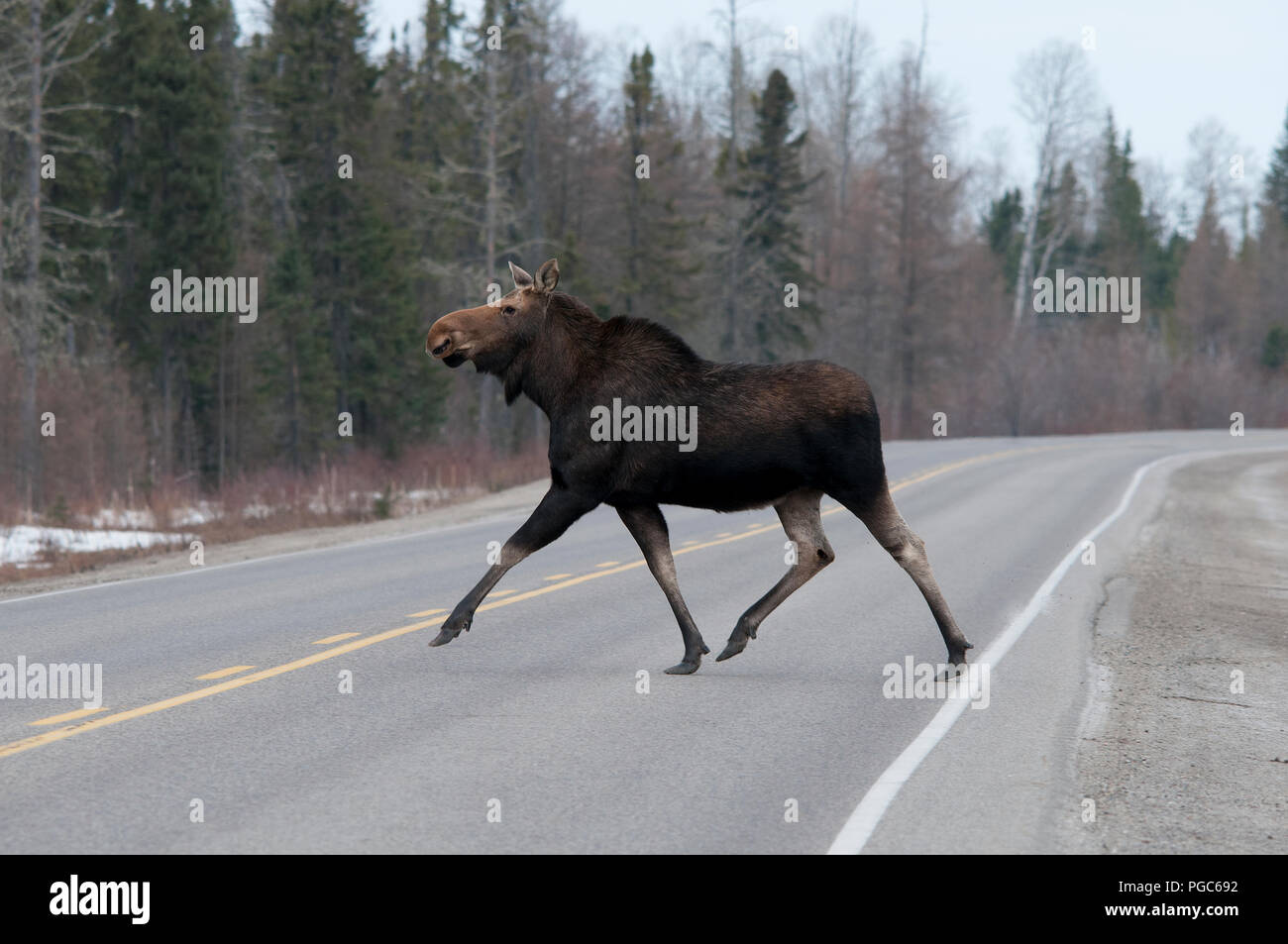 Mammal photos hi-res stock photography and images - Alamy