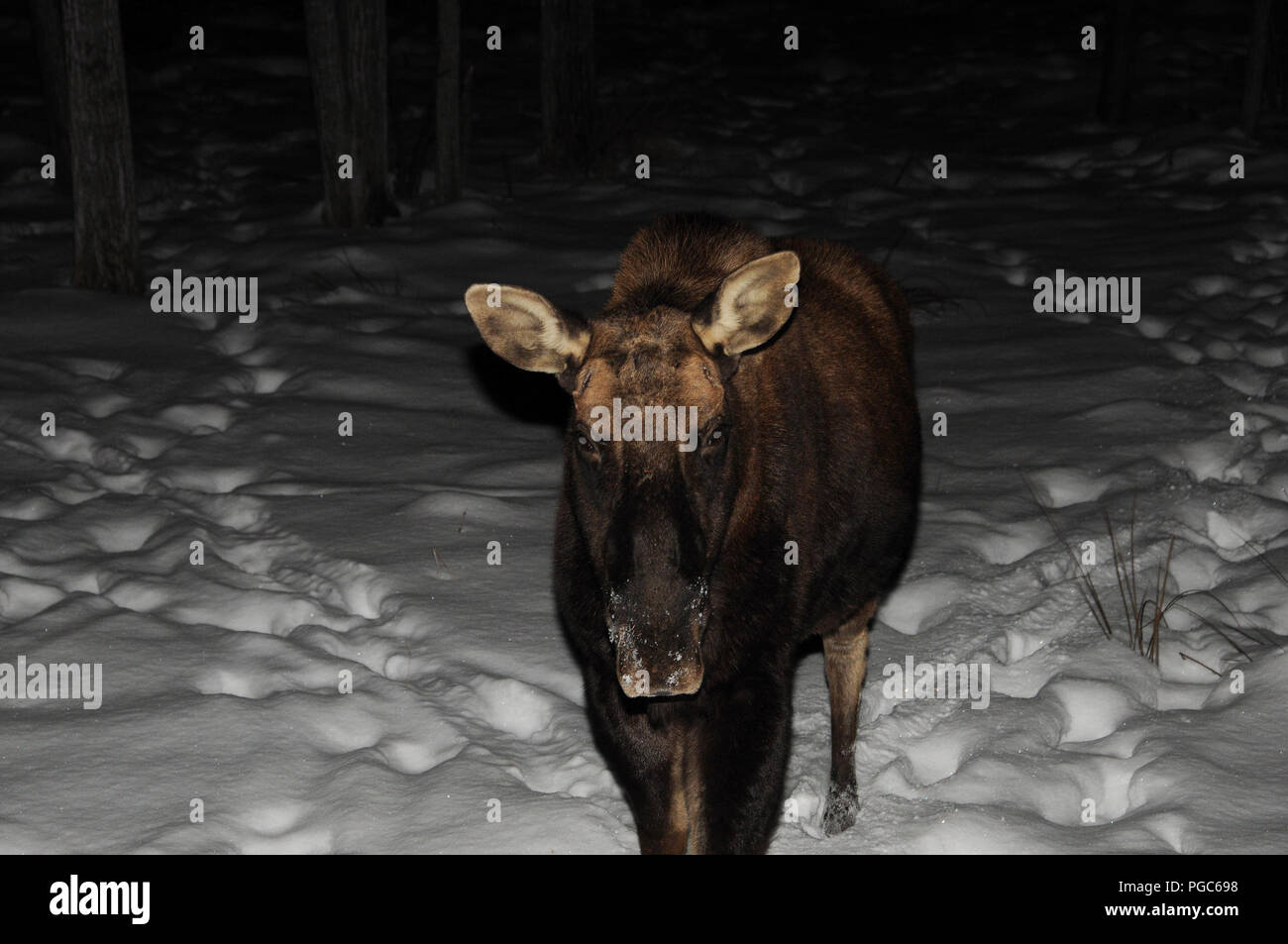 Moose nose hi-res stock photography and images - Alamy
