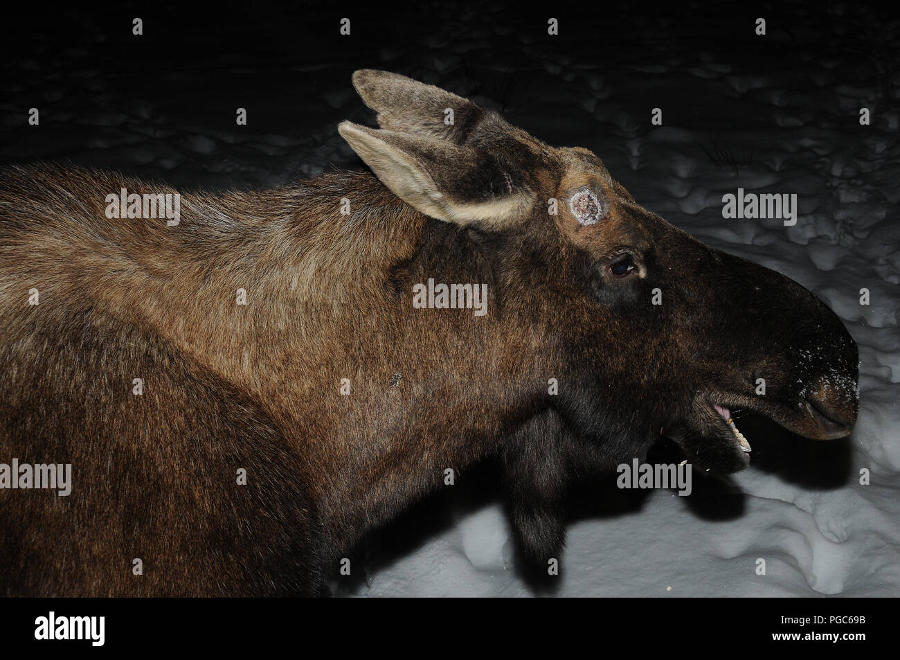 Close up moose nose hi-res stock photography and images - Alamy