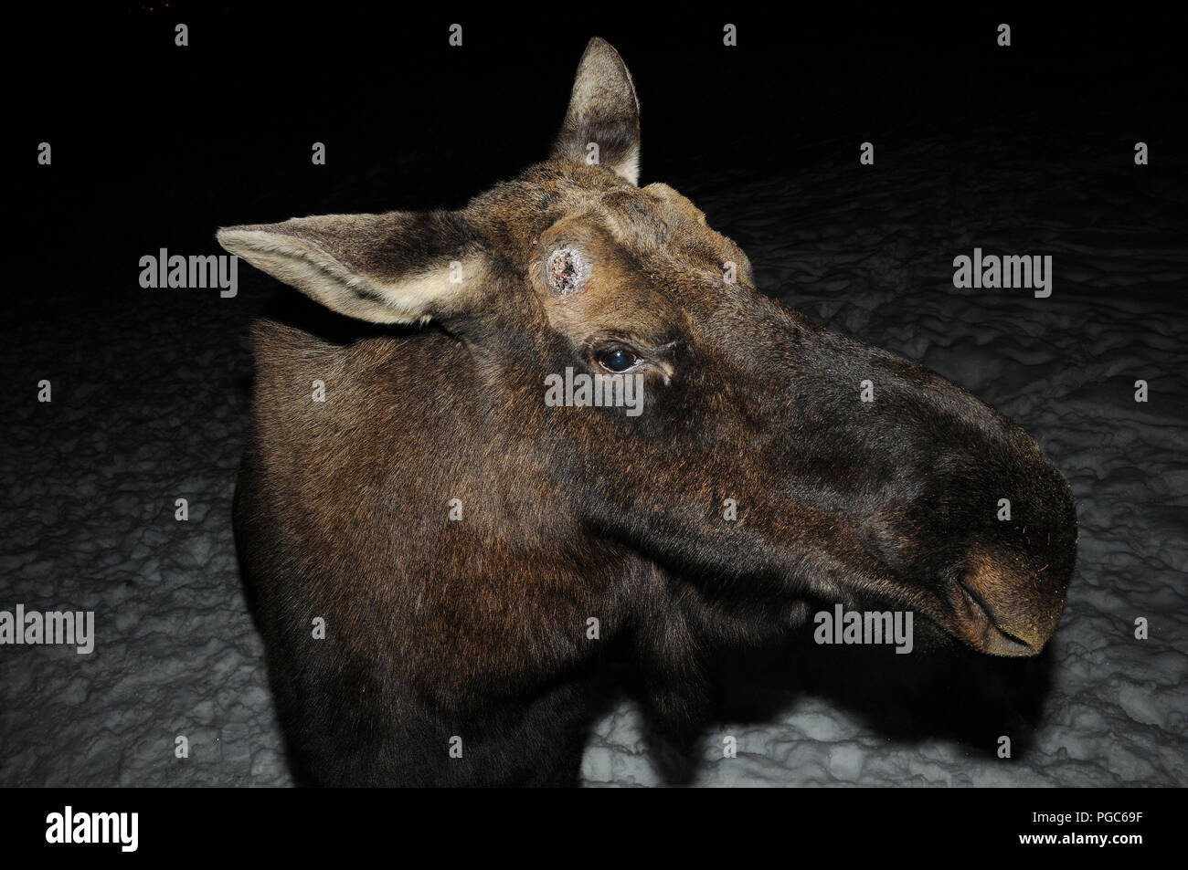 Close up moose nose hi-res stock photography and images - Alamy
