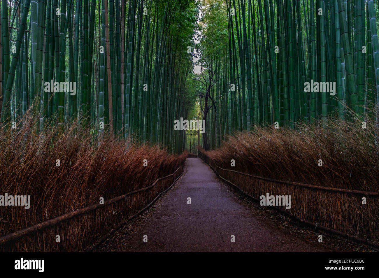 Sagano Bamboo Forest, Kyoto, Japan Stock Photos & Sagano Bamboo Forest ...