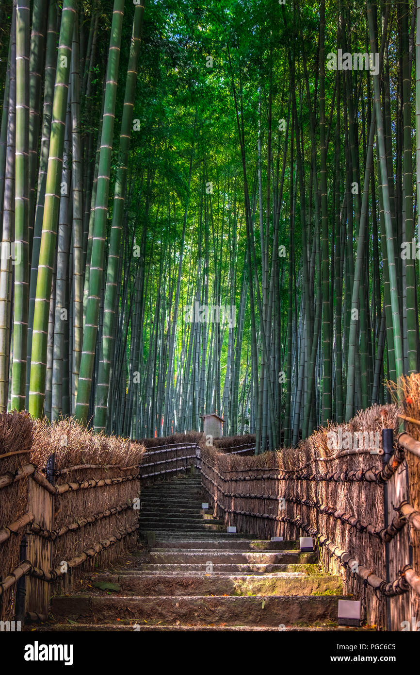 Sagano Bamboo Forest, Kyoto, Japan Stock Photos & Sagano Bamboo Forest ...