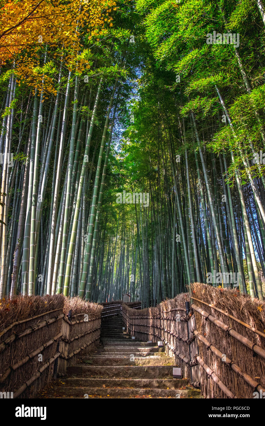 Sagano Bamboo Forest, Kyoto, Japan Stock Photos & Sagano Bamboo Forest ...