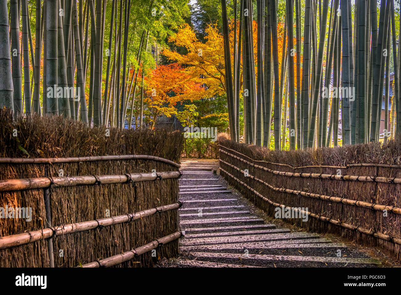 Arashiyama Bamboo grove in autumn, Arashiyama, Sagano area, Western ... Arashiyama Bamboo grove in autumn, Arashiyama, Sagano area, Western ...