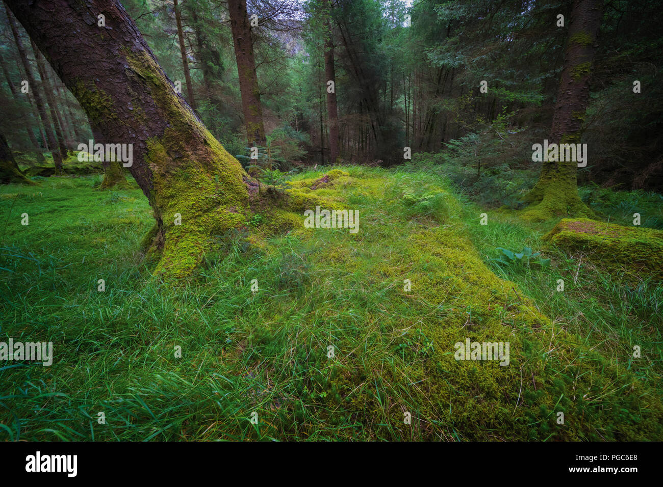 Gougane Barra National Forest Park, Gougane Barra, County Cork, West ...
