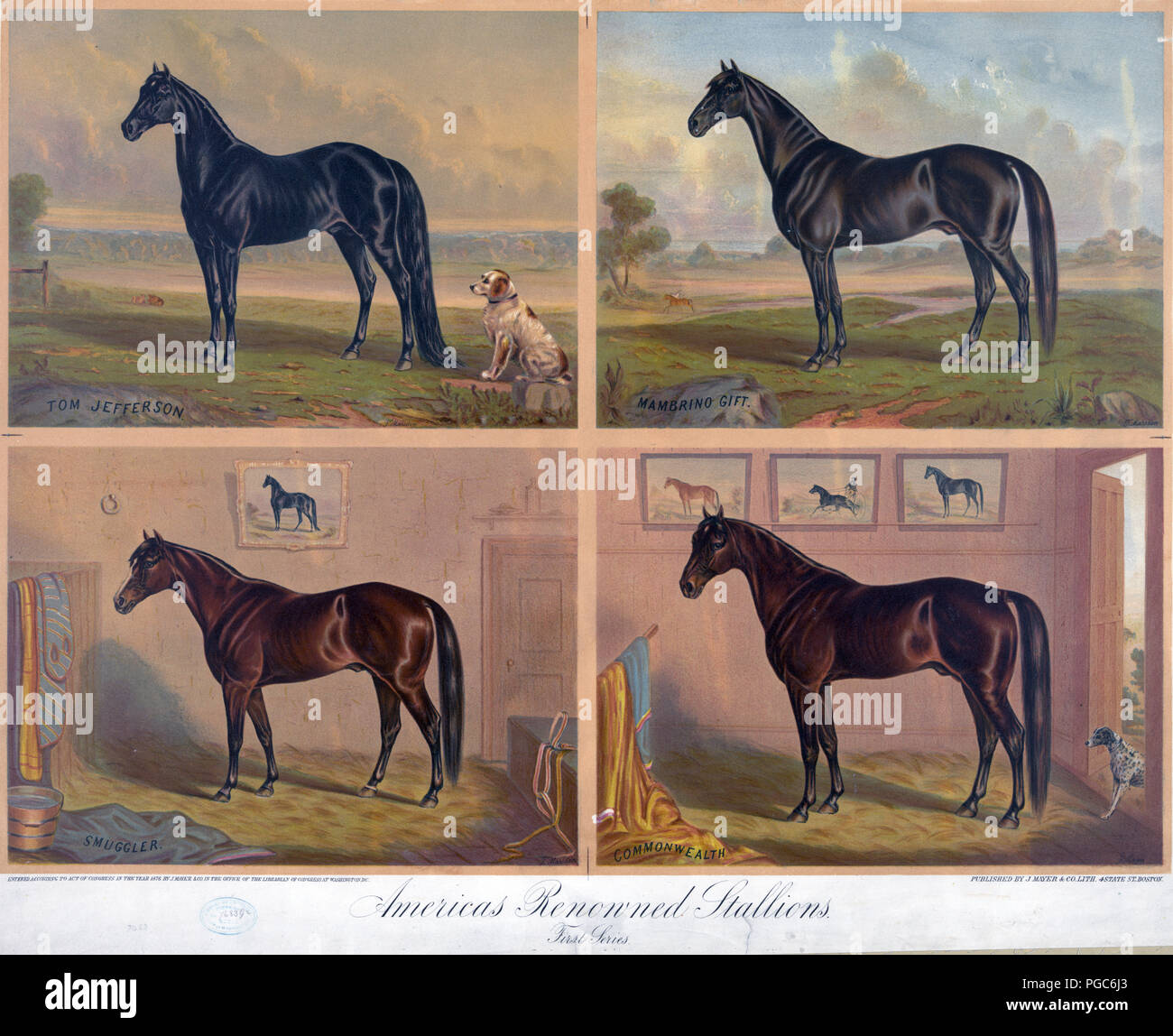 American stallions history hi-res stock photography and images - Alamy