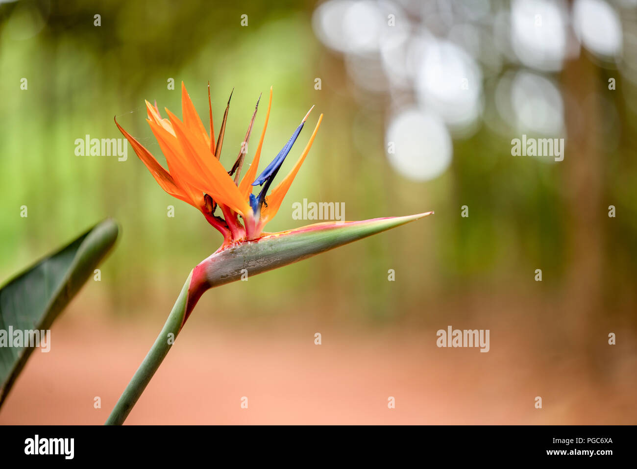 bird of paradise flower on blurred background Stock Photo - Alamy