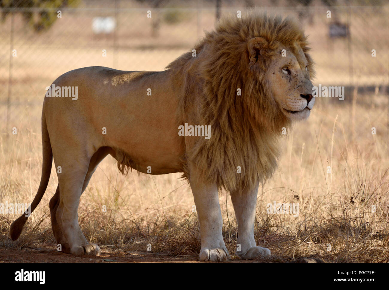 Loin cub hi-res stock photography and images - Alamy