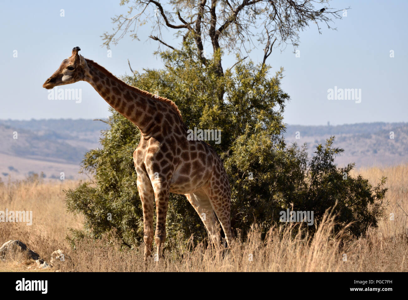 Giraffe in the African bush South Africa Stock Photo - Alamy