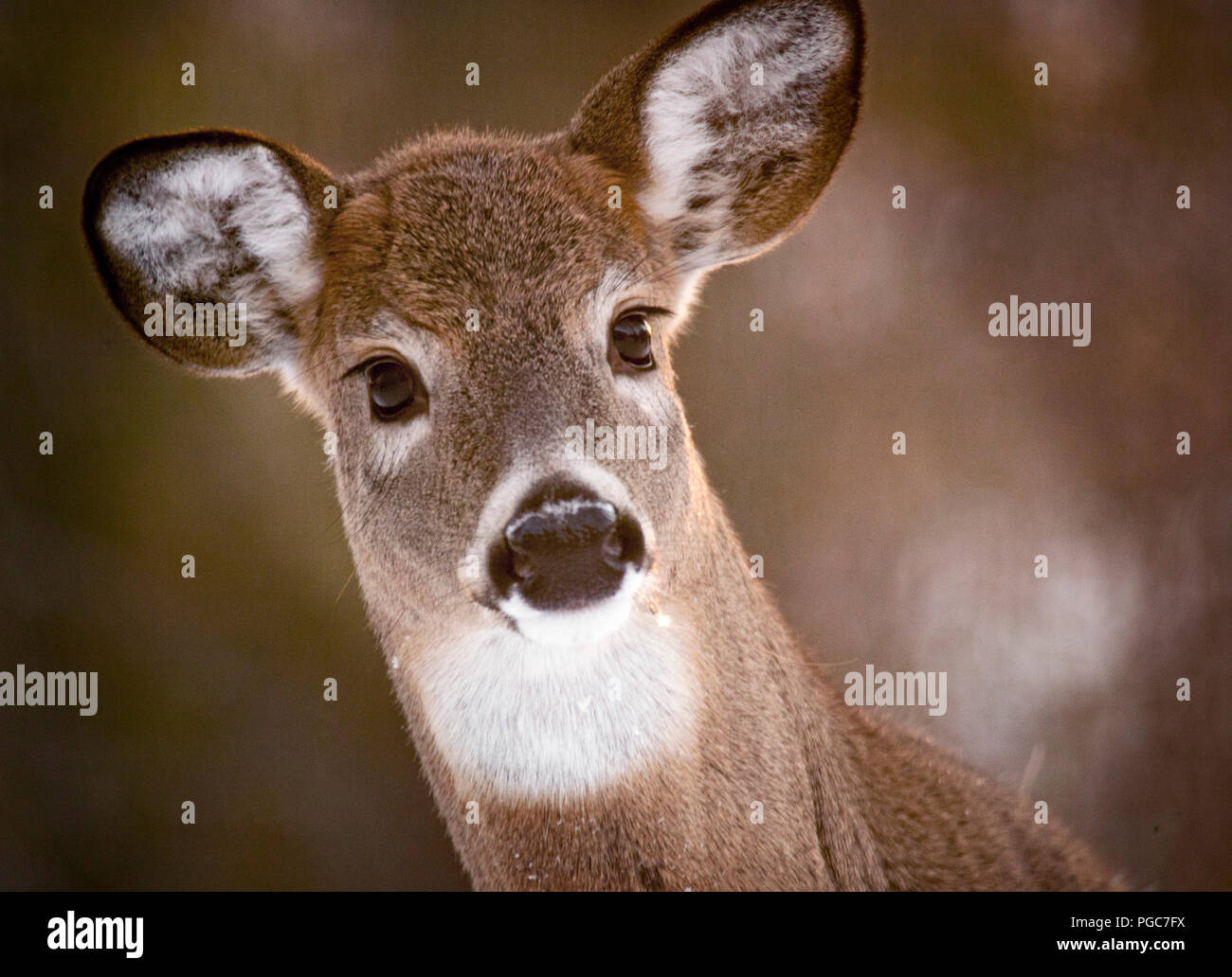 A White tail Deer with its winter coat watches carefully Stock Photo ...