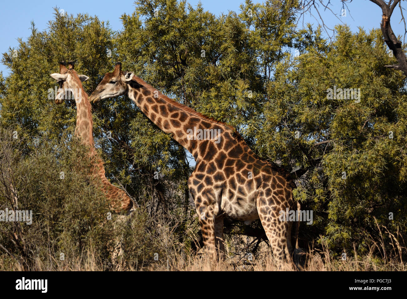 Conservation legs hi-res stock photography and images - Alamy