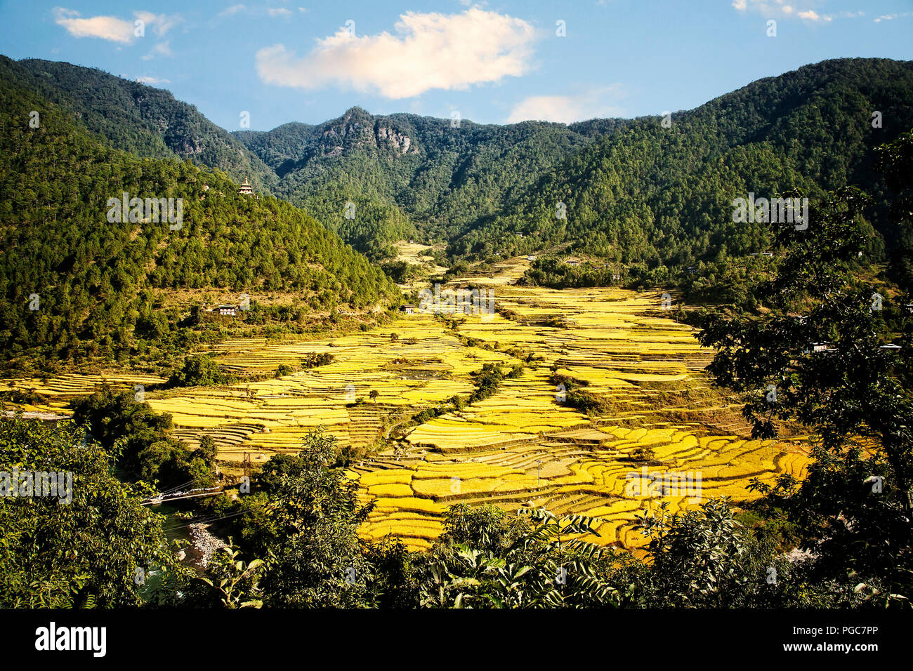 Rice fields fill a valley around Punakha in the Himalayan foothills of ...