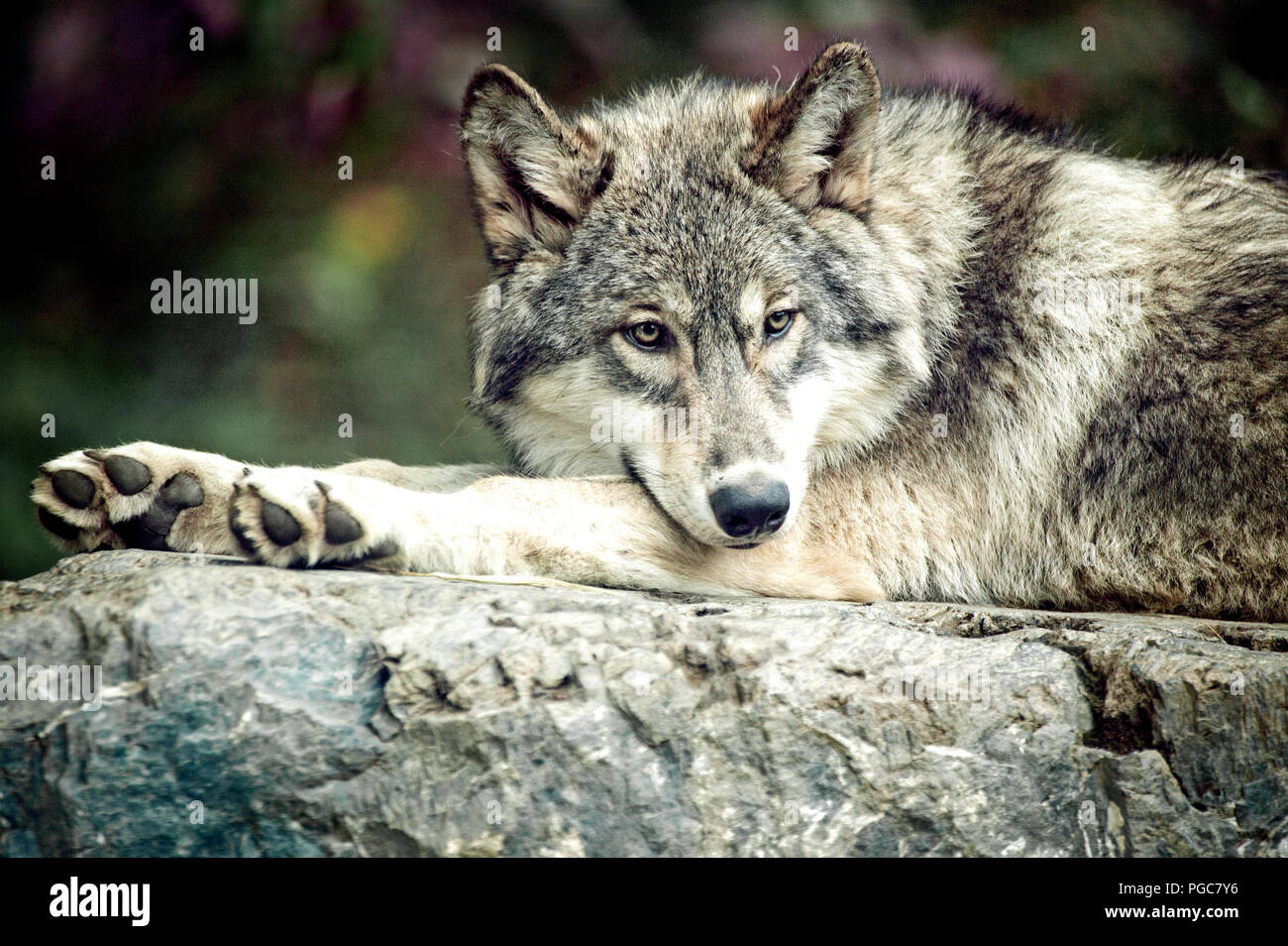 Preditor hi-res stock photography and images - Alamy