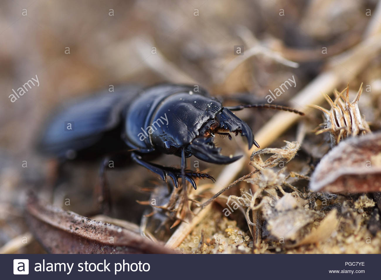 Scarites High Resolution Stock Photography and Images - Alamy