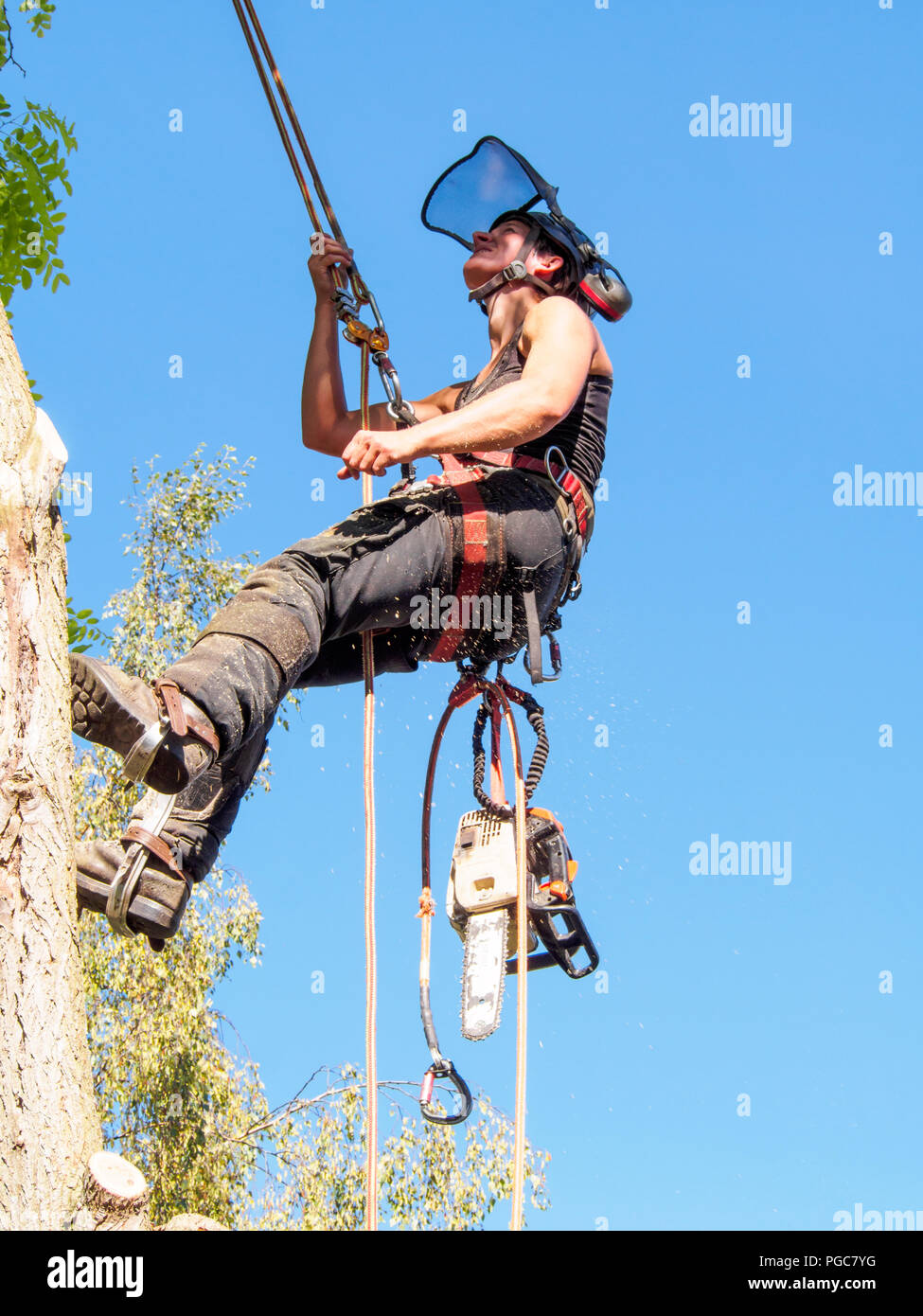Female Tree Surgeon checking her safety ropes up a tree Stock Photo - Alamy