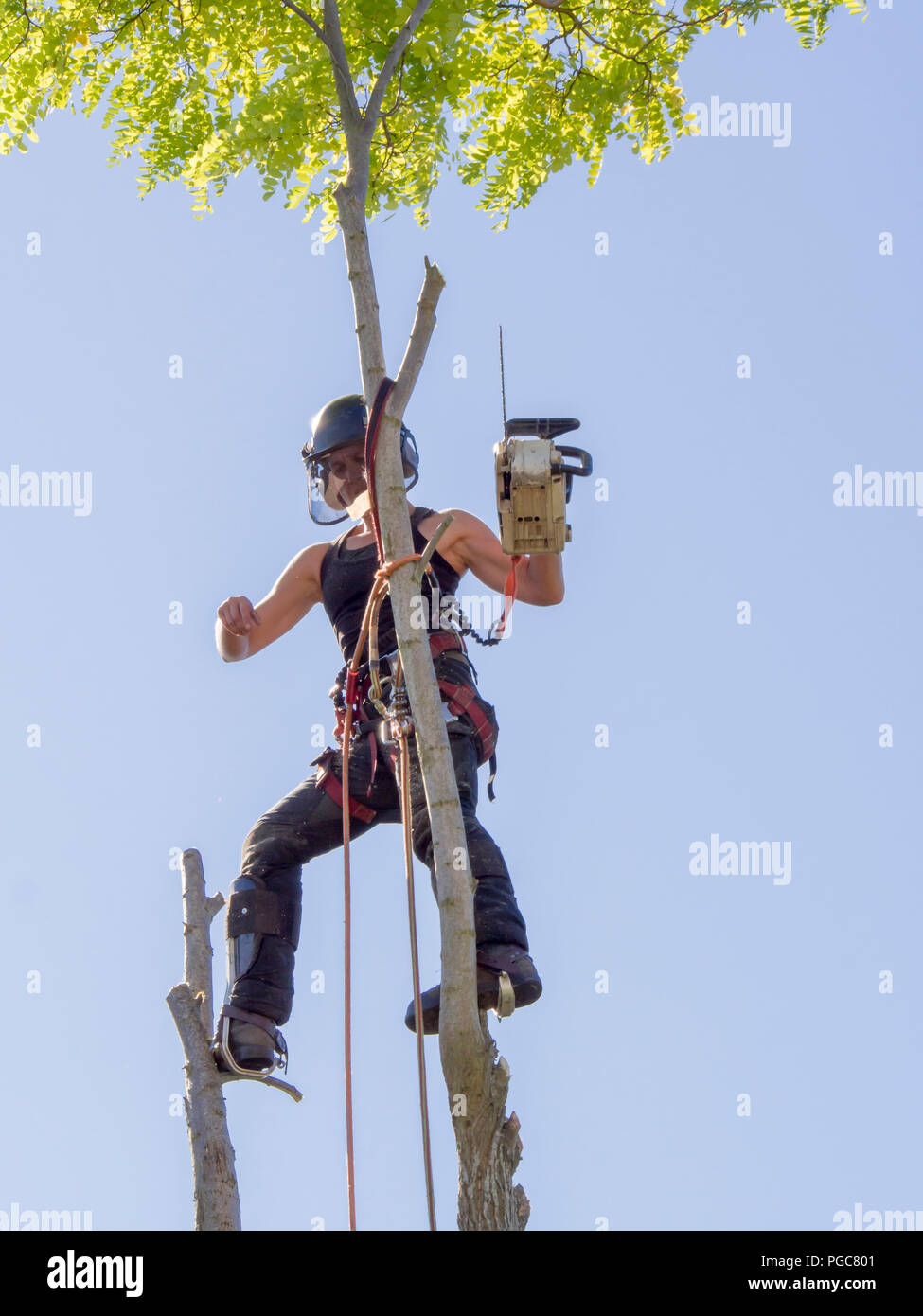 Female tree surgeon balances on top of a tree with a chainsaw Stock ...
