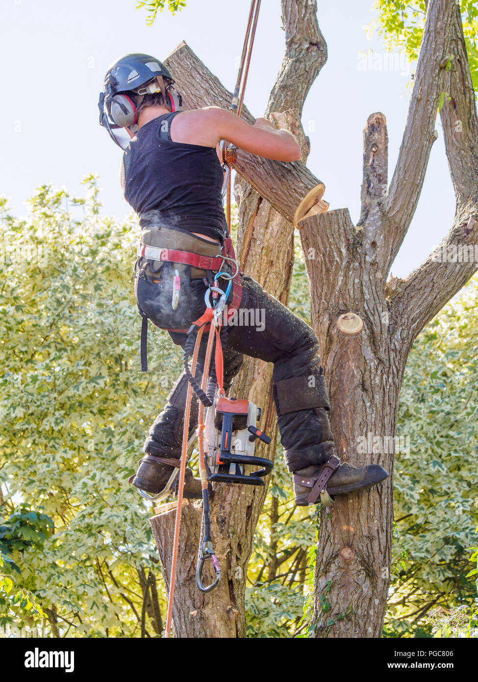 Female tree surgeon removing tree branch after she has sawn it from a ...