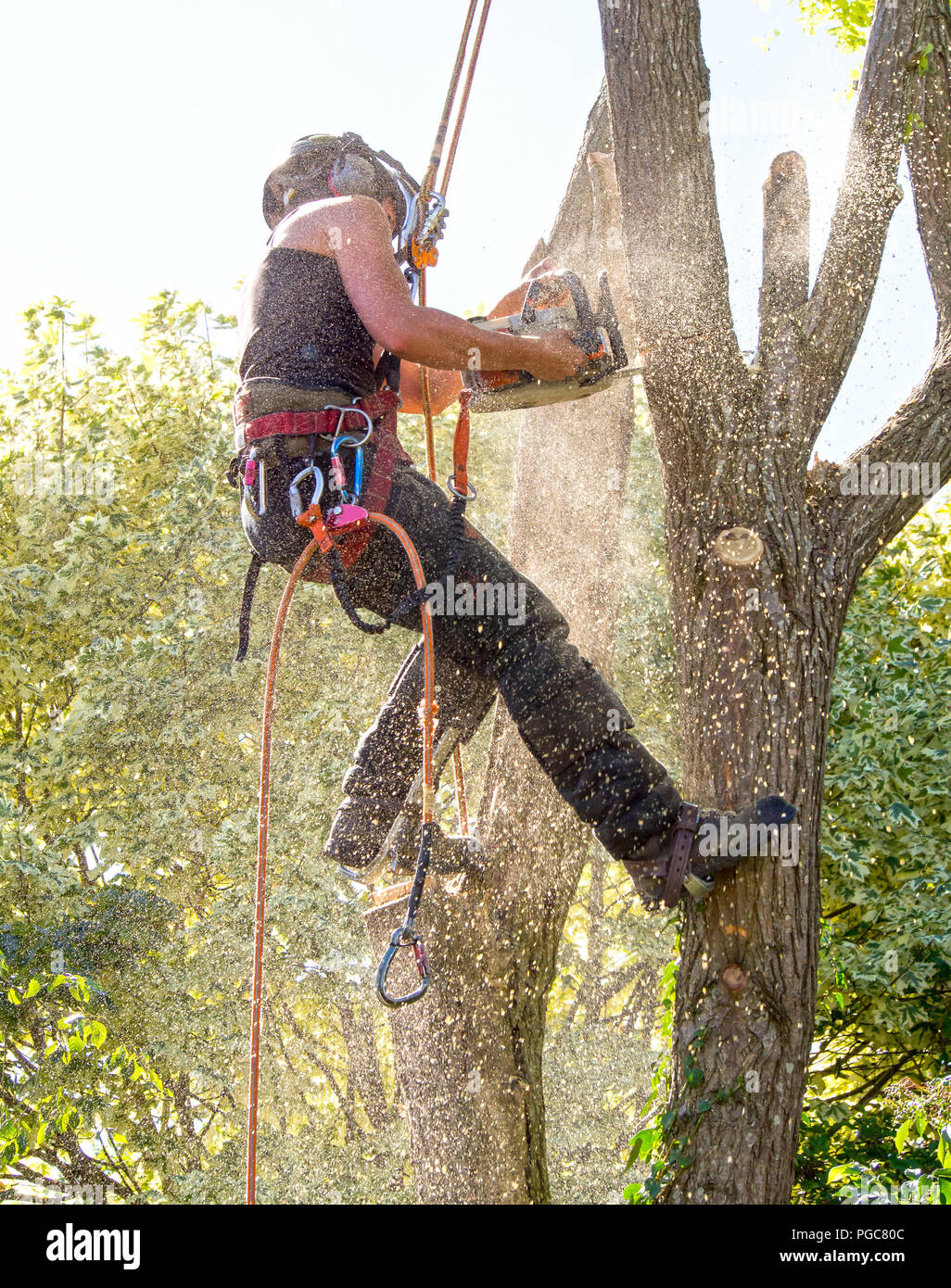 Female Tree Surgeon covered with Sawdust while cutting a branch of a ...