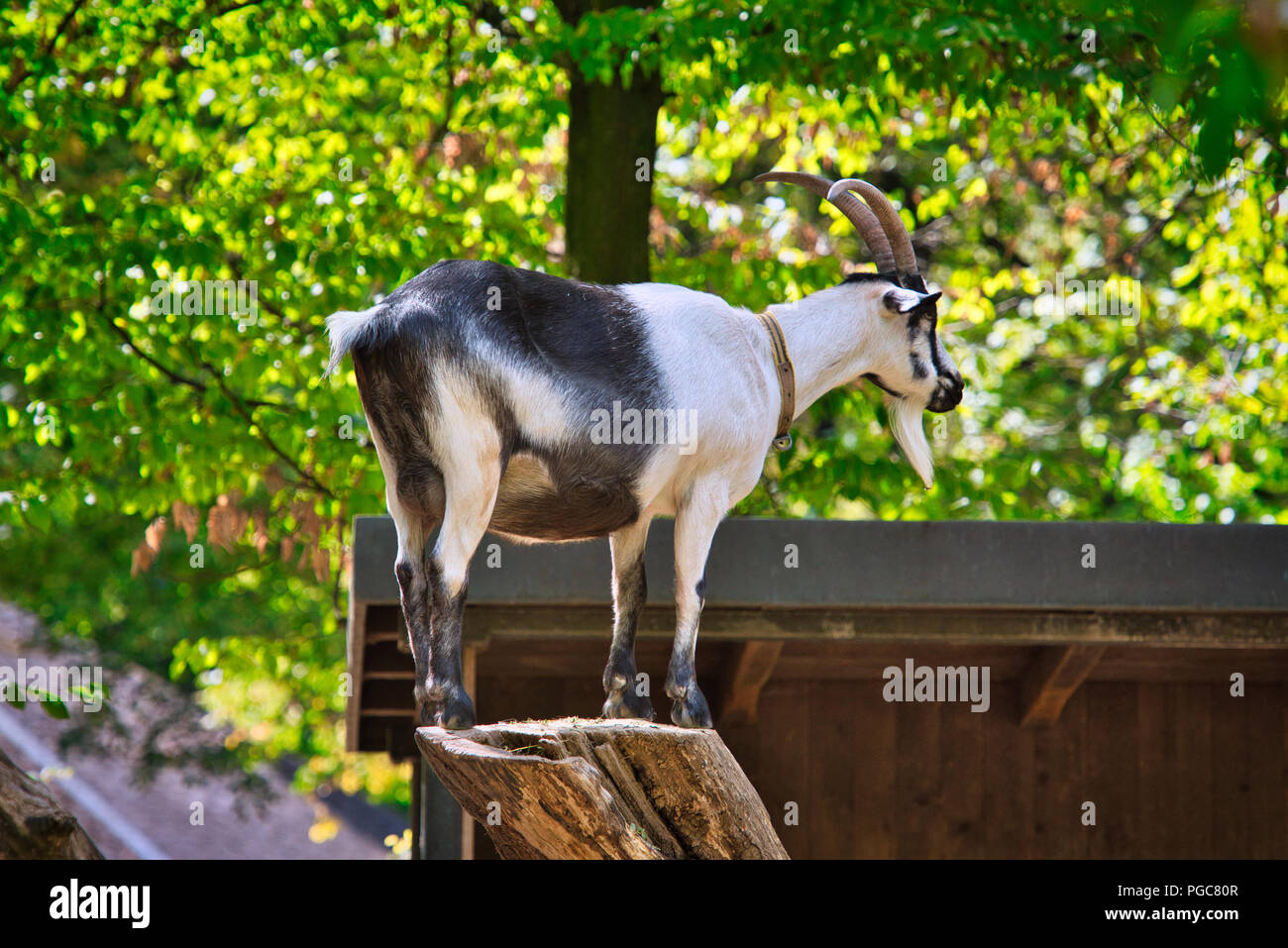 Peacock goat hi-res stock photography and images - Alamy