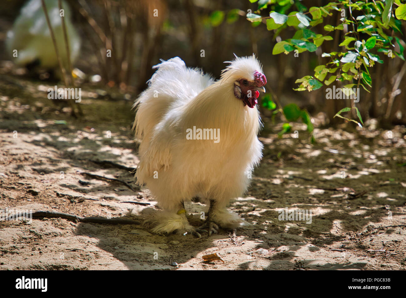 Chicken asses hi-res stock photography and images - Alamy