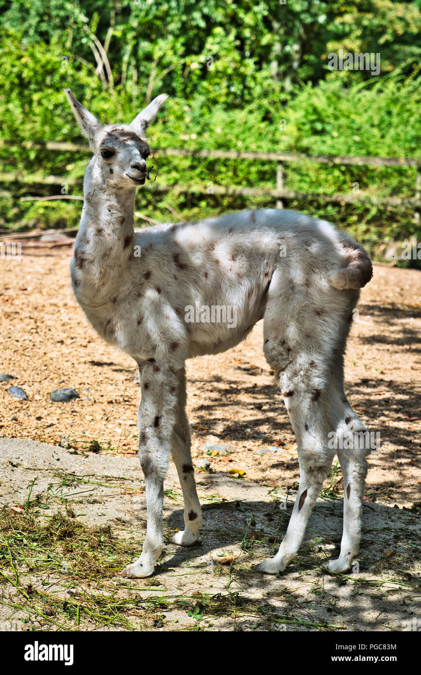 Lama on sand hi-res stock photography and images - Alamy