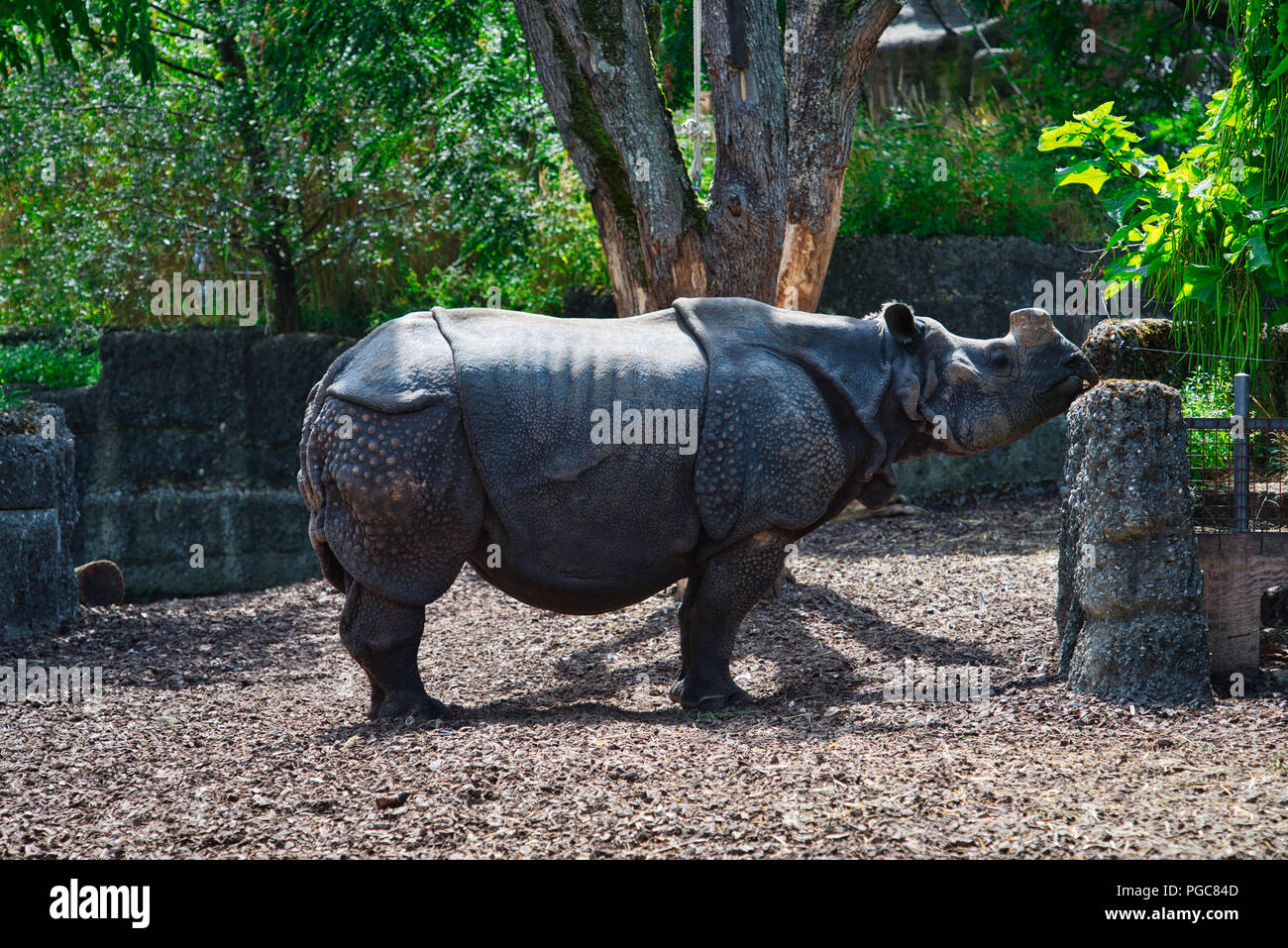 Rinocer hi-res stock photography and images - Alamy