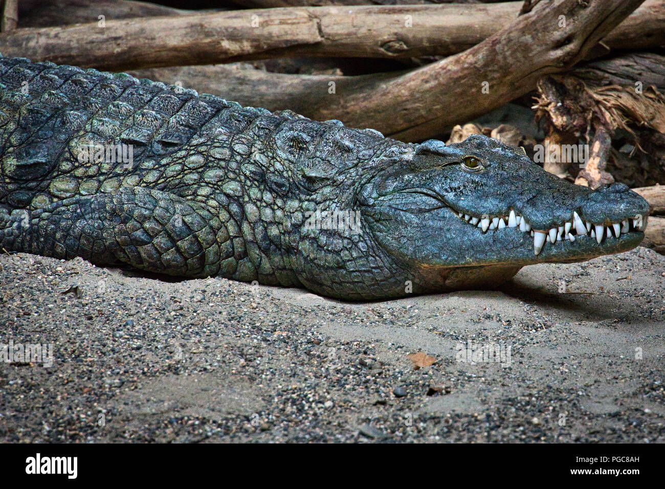 Angry Crocodile High Resolution Stock Photography and Images - Alamy