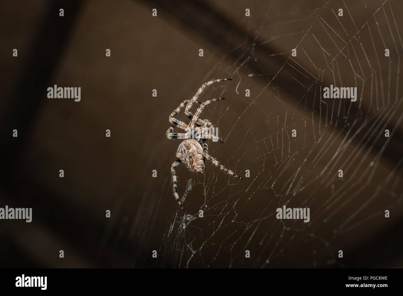 Spider Araneus (garden-spider) kind araneomorph spiders of the family ...