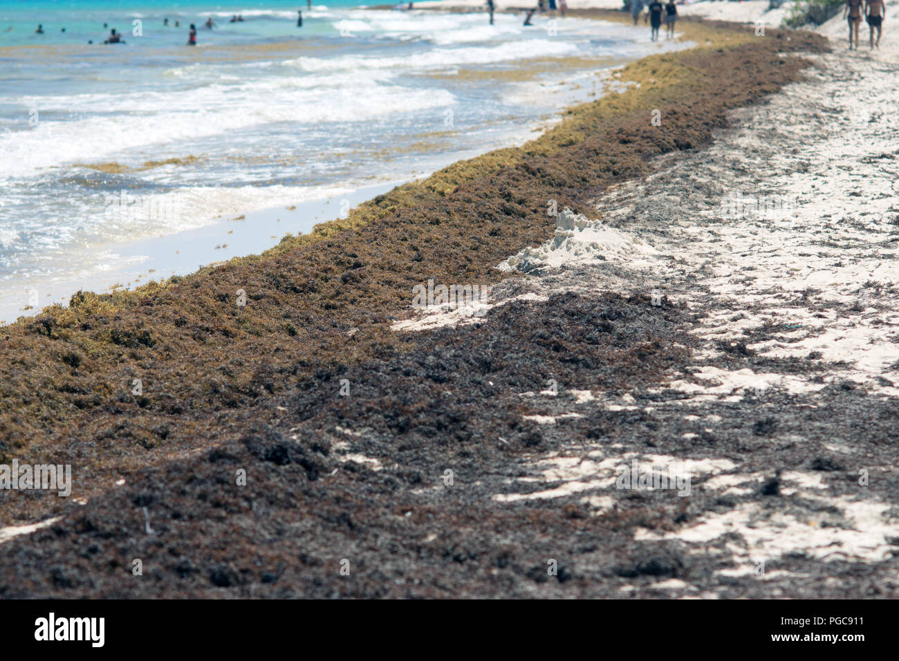 View of the beach full of Sargassum algae in the coast of Playa del ...