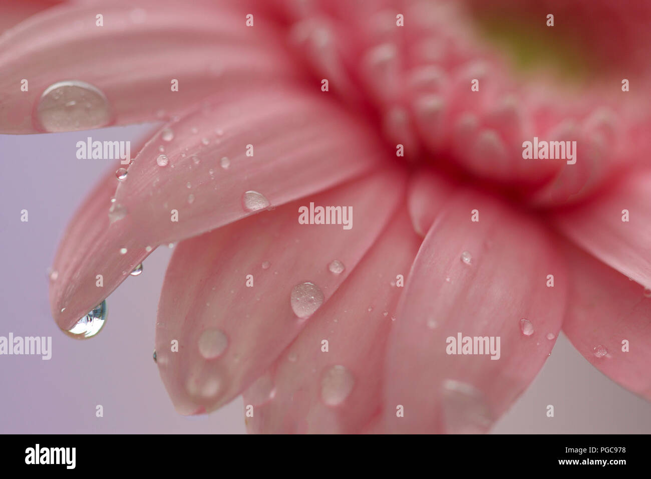 Nature's Beautiful Colours Stock Photo - Alamy