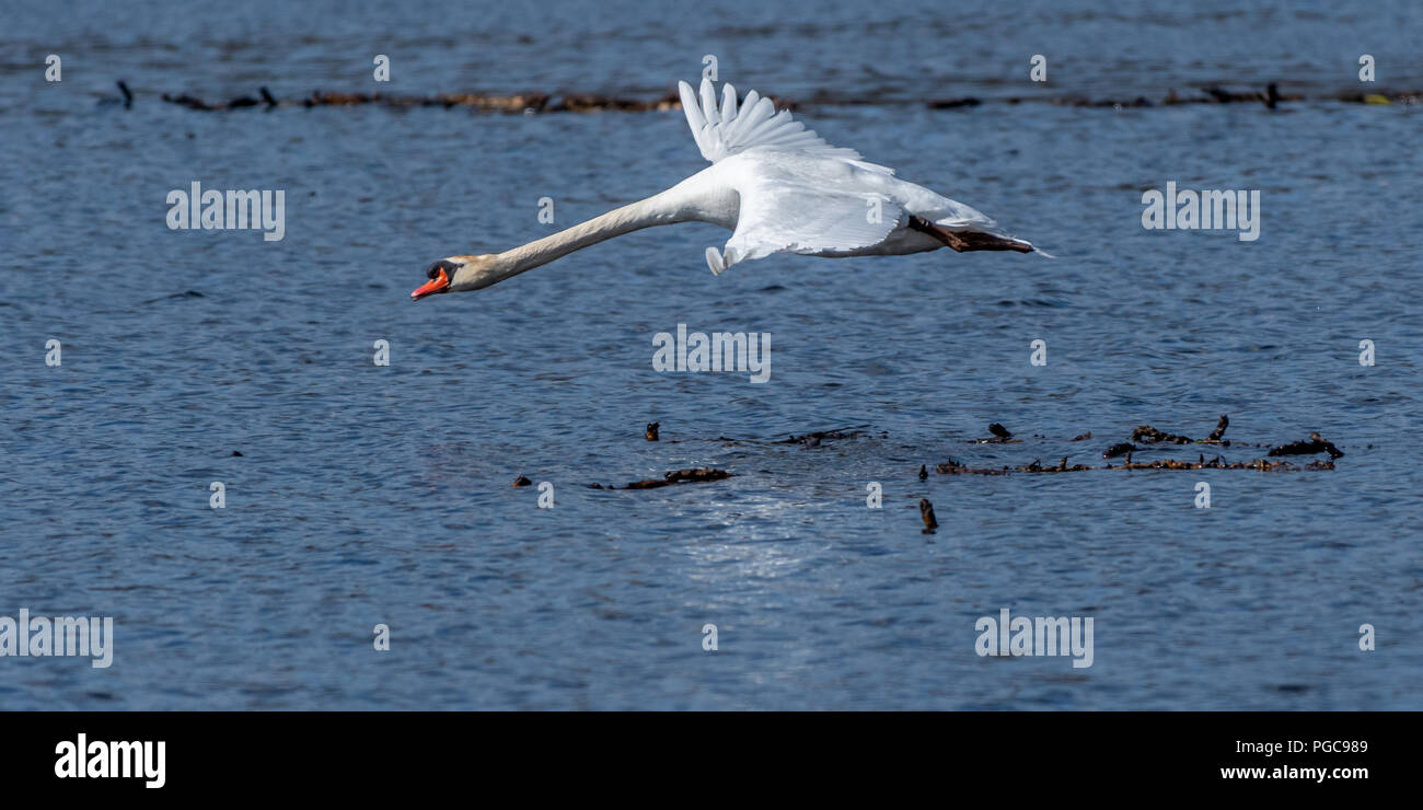 Swan flying low hi-res stock photography and images - Alamy