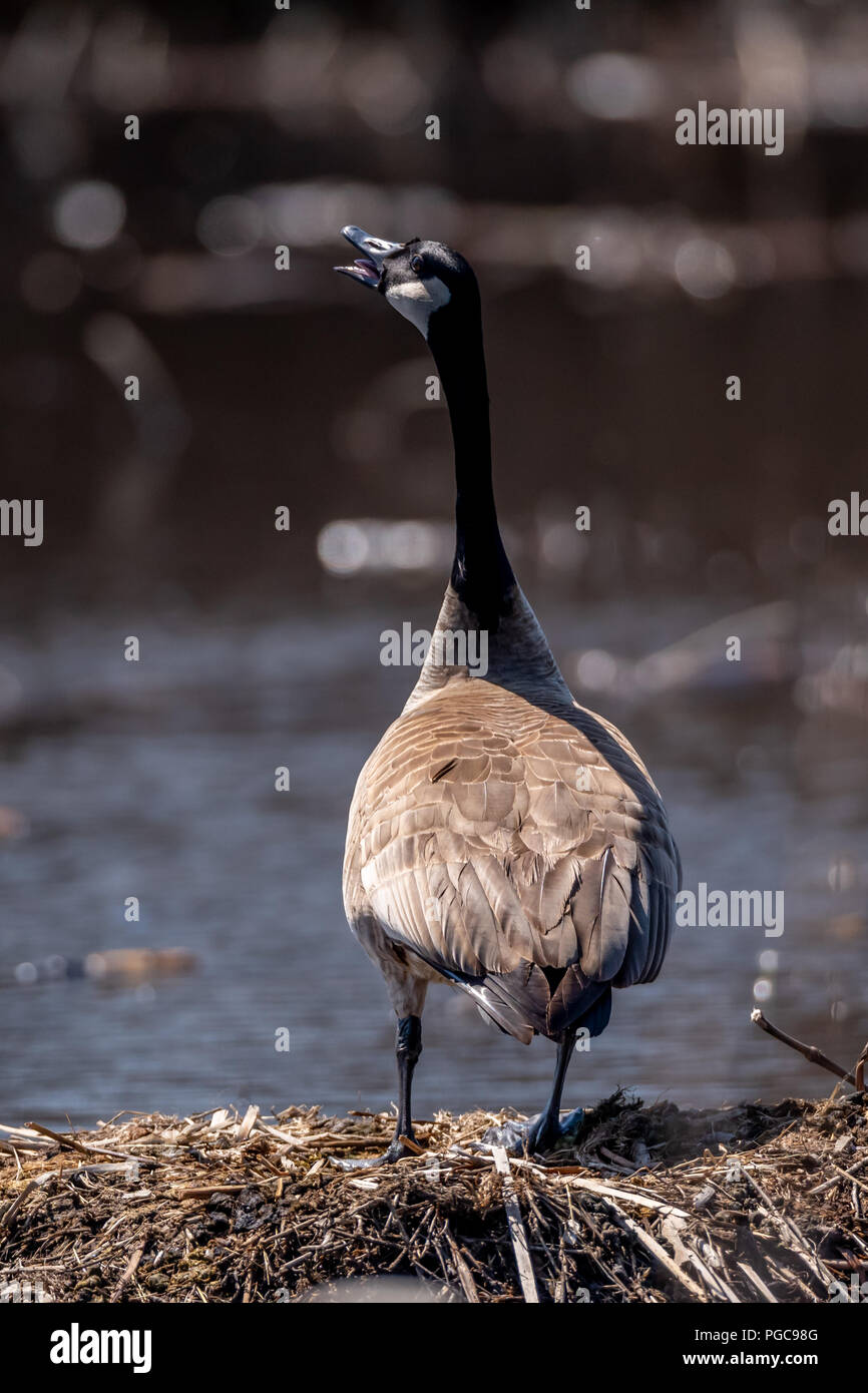 Canada goose standing on nest calling hi-res stock photography and ...