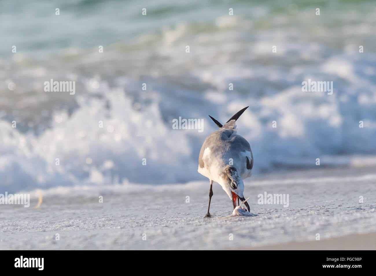Laughing fish hi-res stock photography and images - Alamy