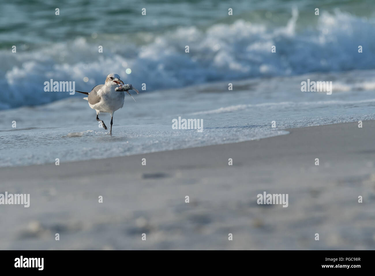 Laughing gull on the beach hi-res stock photography and images - Alamy