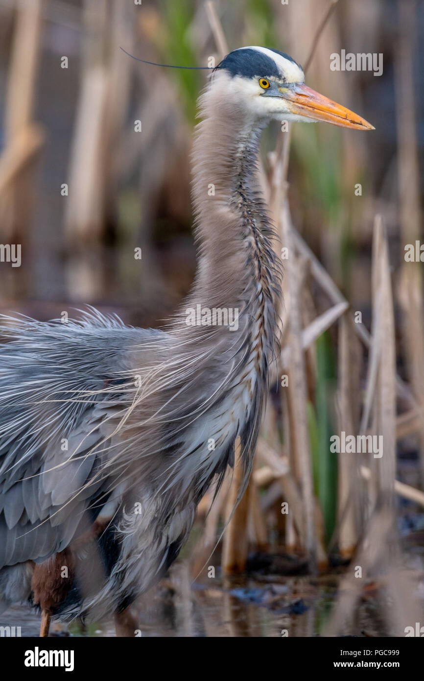 Great blue heron cattails hi-res stock photography and images - Alamy