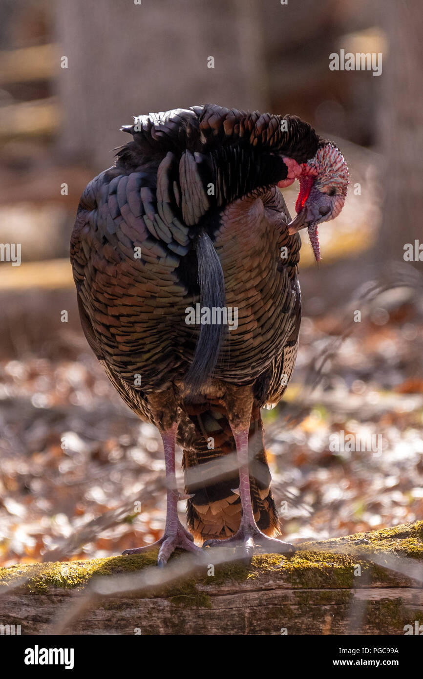 Wild turkey standing downed tree hi-res stock photography and images ...