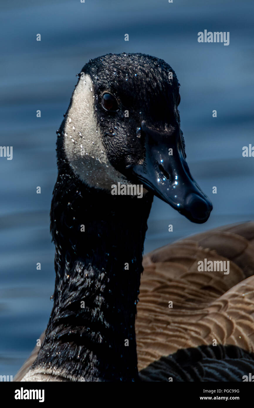 Close up portrait of a Canada Goose Stock Photo - Alamy
