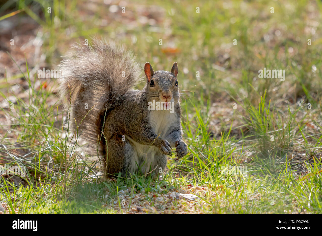 Eastern gray squirrel (Sciurus carolinensis) standing on rear feel ...