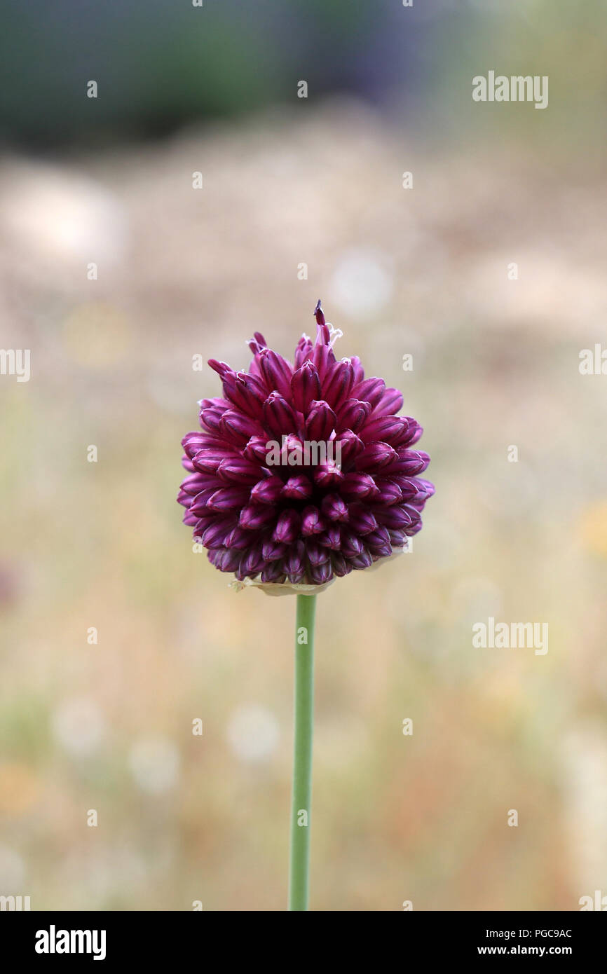 Pink lily leek Stock Photo - Alamy