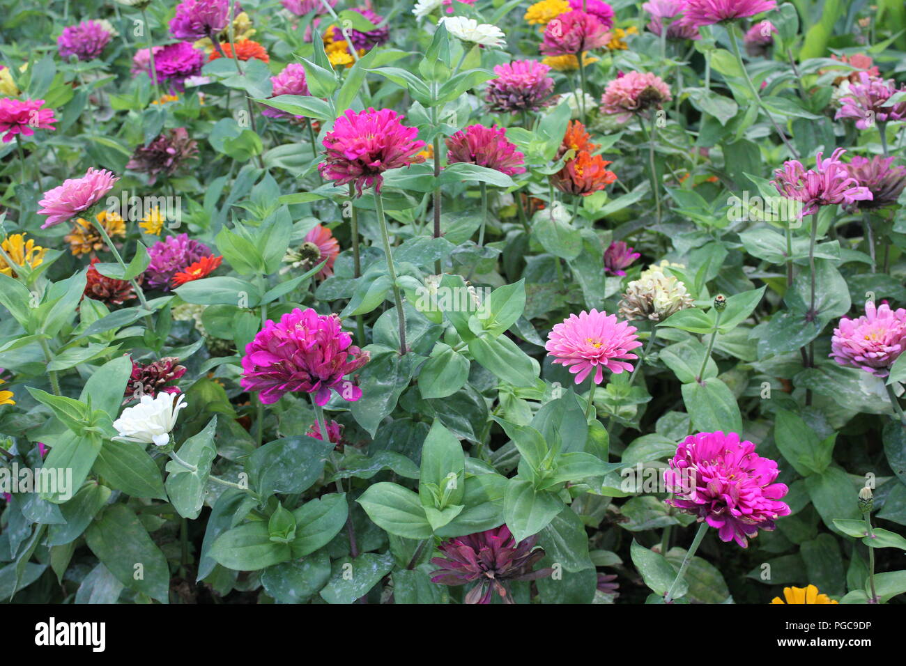 Beautiful blossoming flowers in late summer on a hot and sunny day ...
