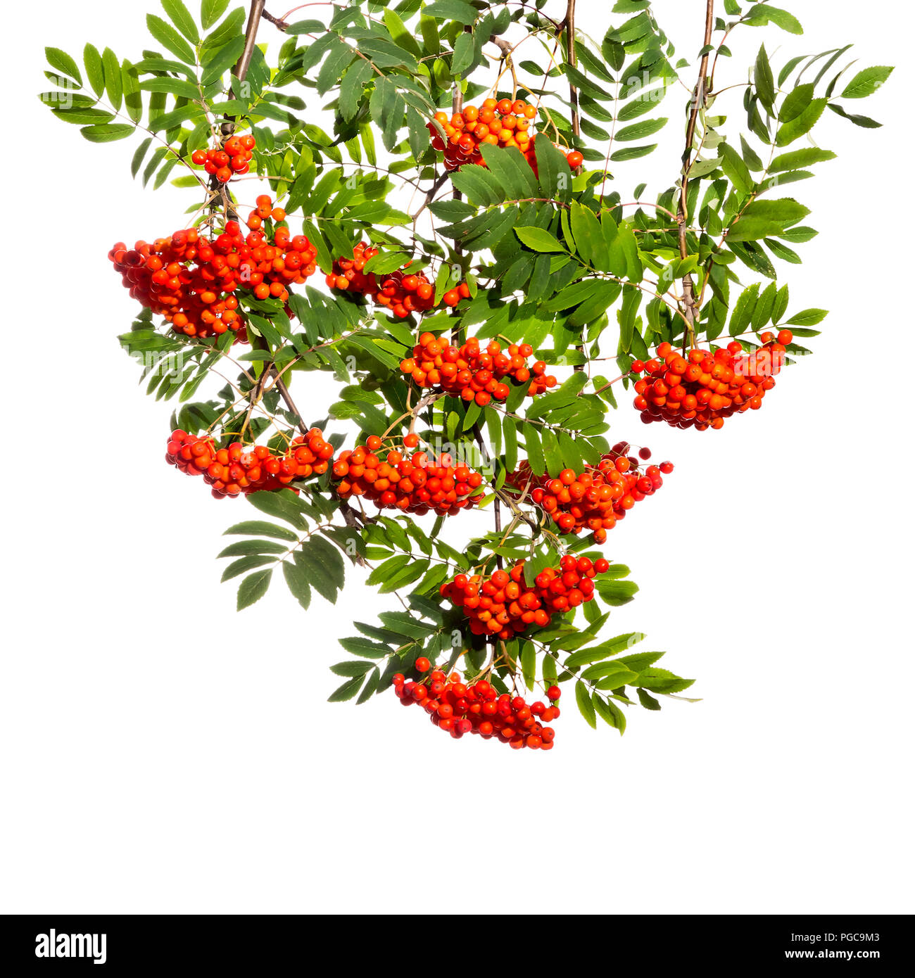 Rowan tree twig hi-res stock photography and images - Alamy