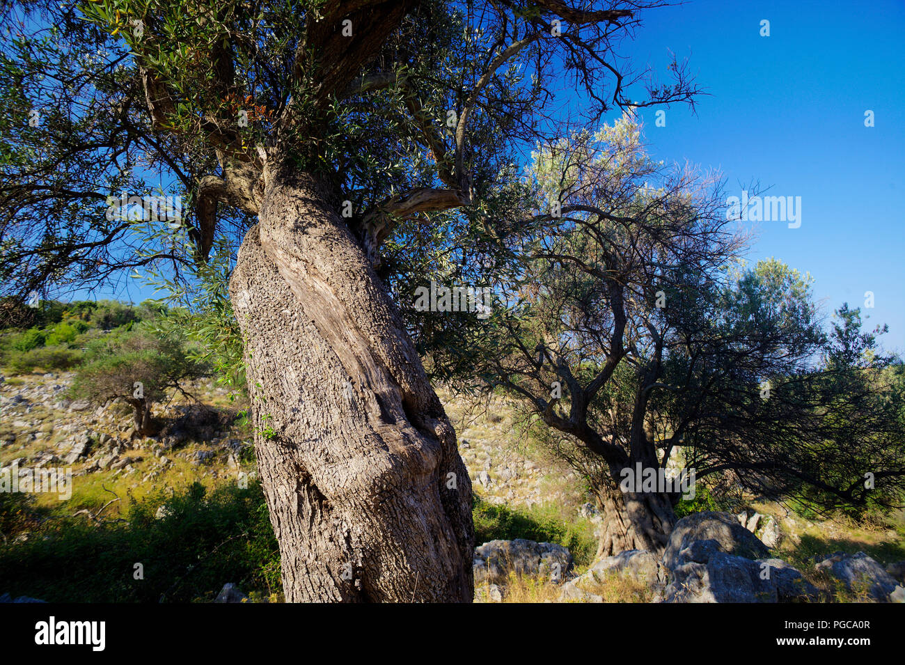 Olive lun pag hi-res stock photography and images - Alamy