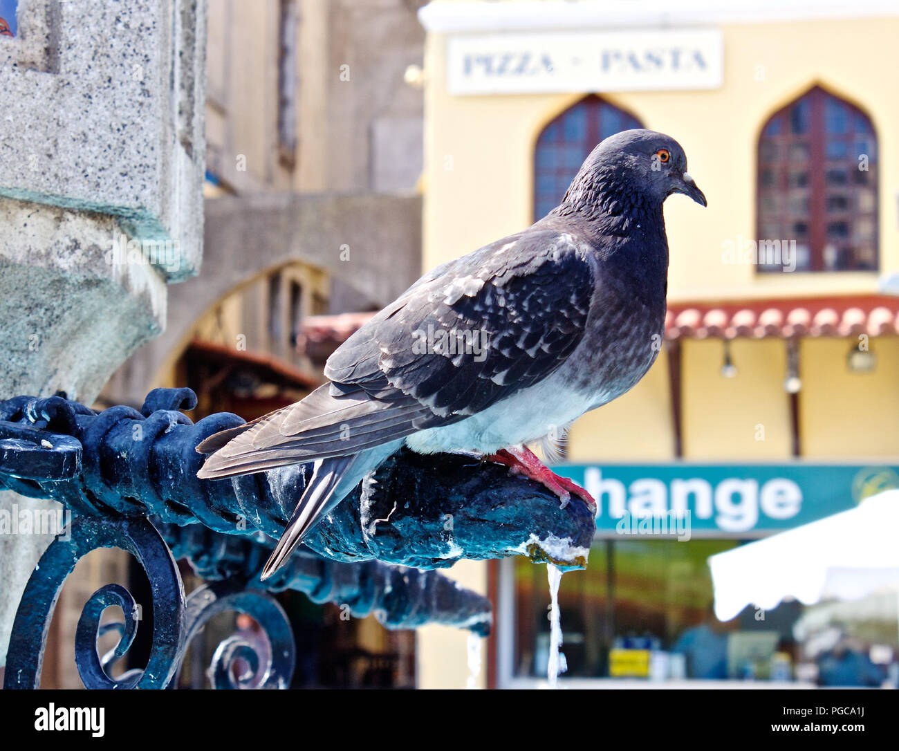 Pigeon perched on fountain Stock Photo - Alamy