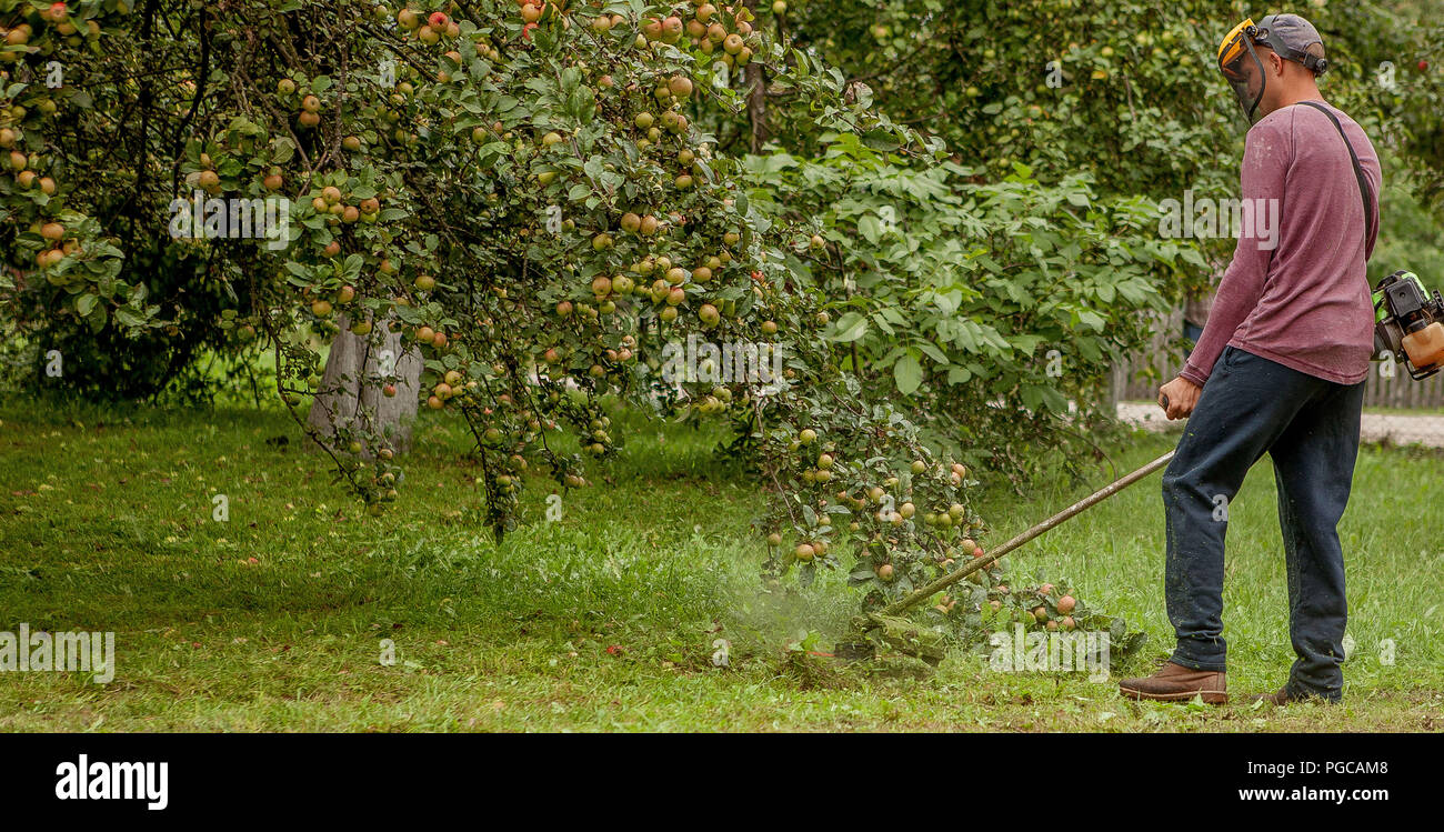 Gardener using machine cutting green grass in garden. Garden equipment ...