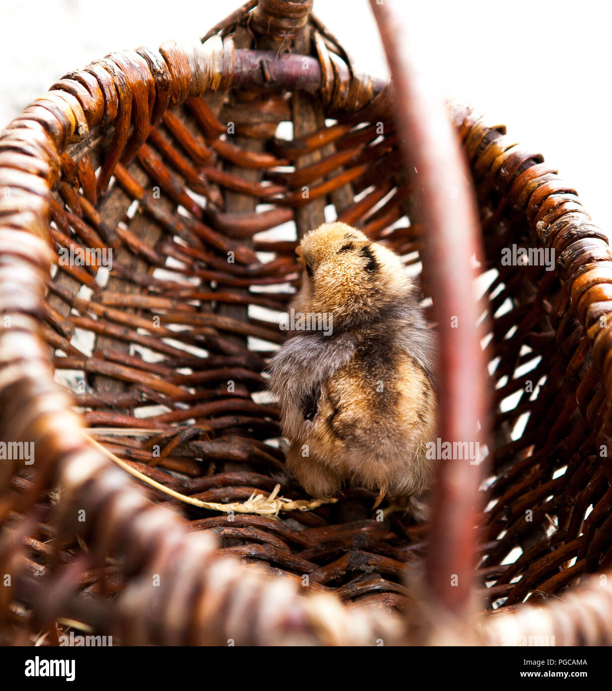 Close-up Little chicken in a brown basket Stock Photo - Alamy