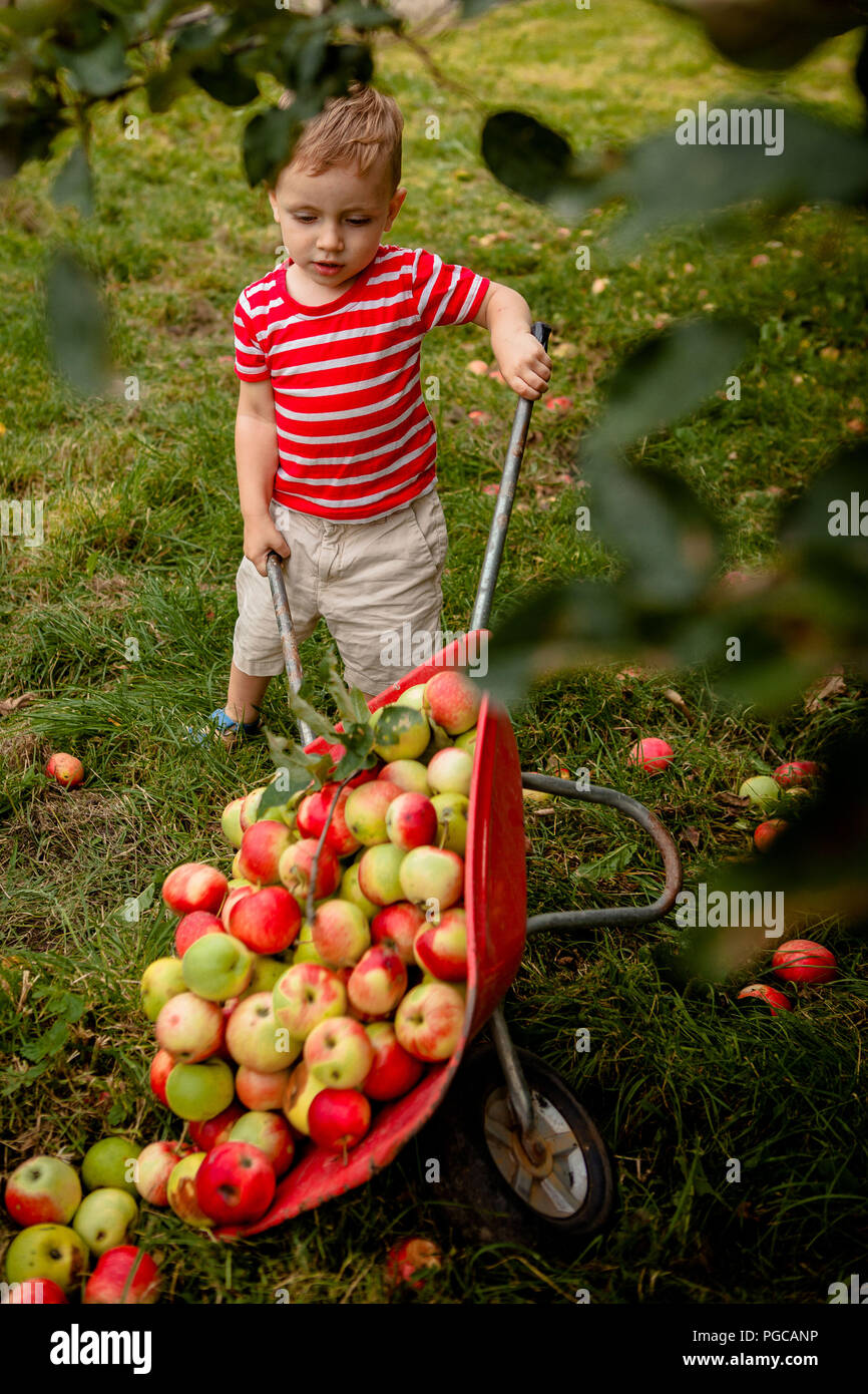 Child picking apples on a farm. Little boy playing in apple tree ...
