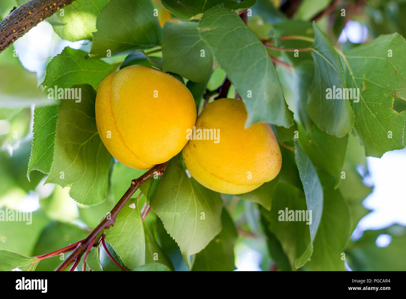 Branch of apricots hi-res stock photography and images - Alamy